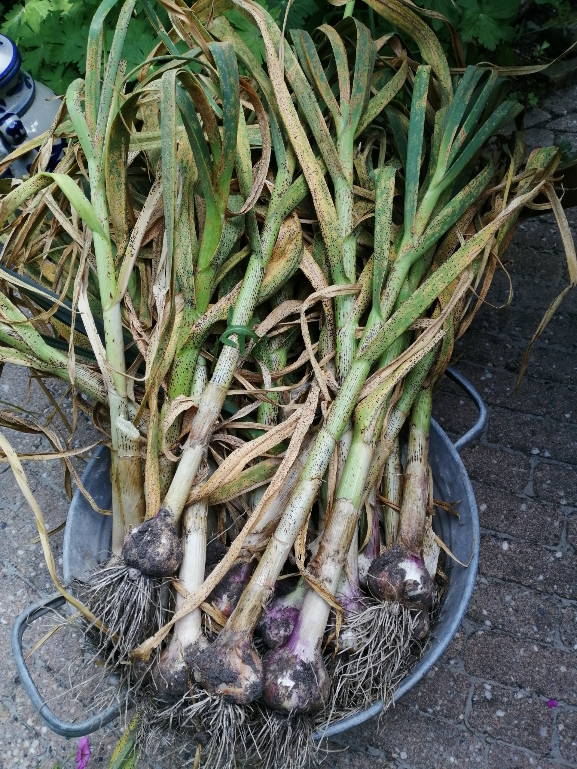 Knoflook in het zonnetje – Roeach