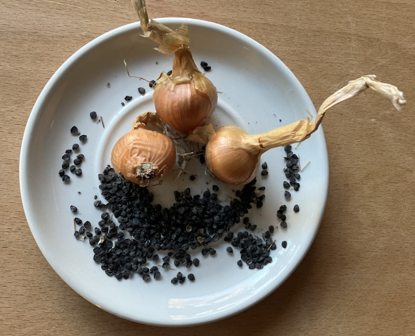 Alles over uien. Van planten tot oogsten en bewaren - Roach Ui in het ...