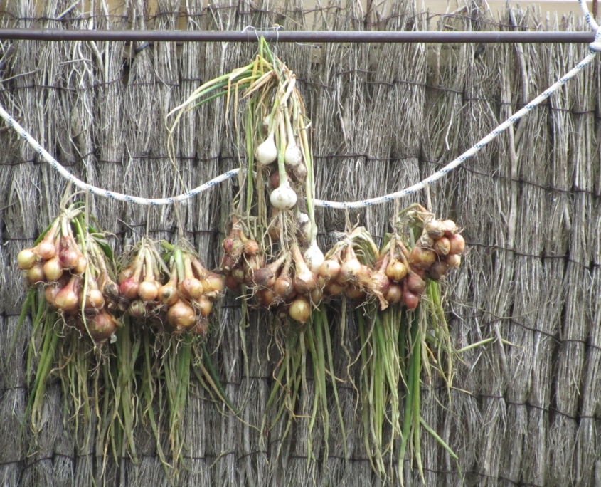 Alles over uien. Van planten tot oogsten en bewaren - Roach Ui in het ...