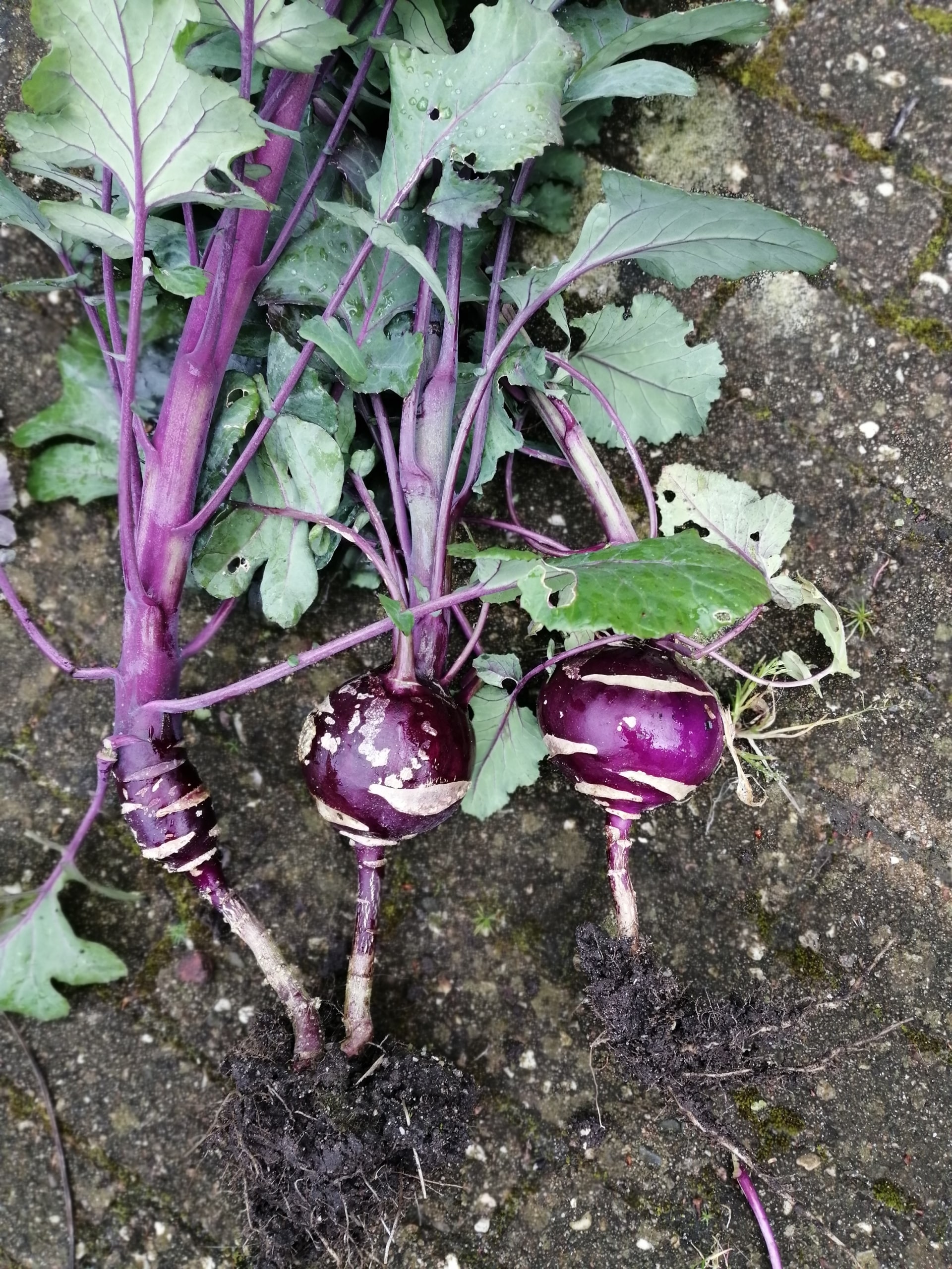 Koolrabi, een groente die je misschien niet zo vaak eet, maar zeker de ...