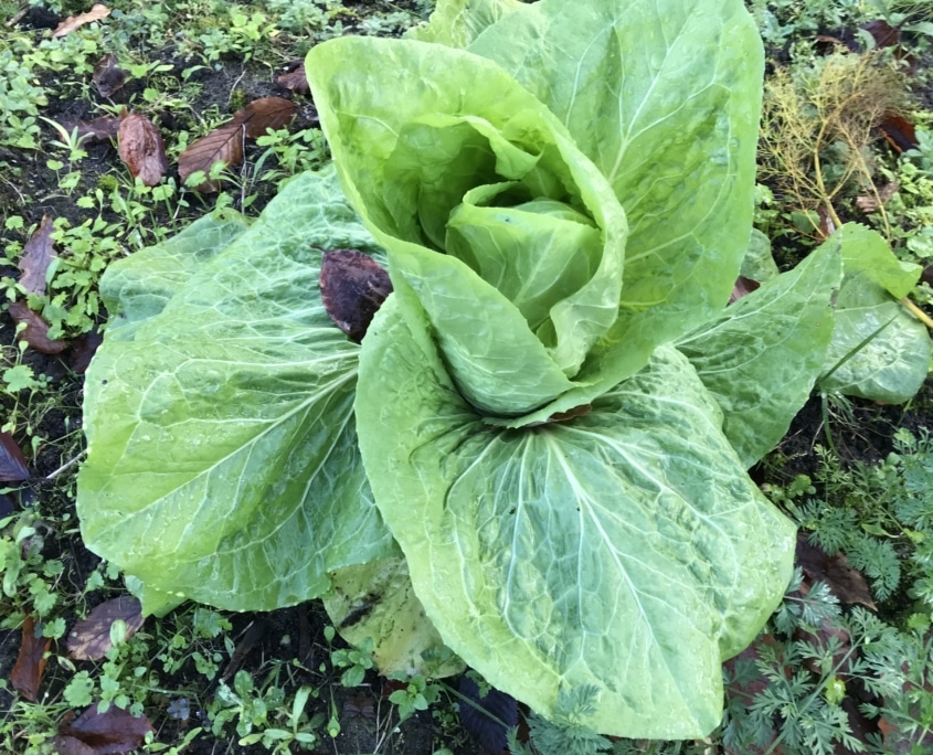 Groenlof, een groente die je misschien niet zo vaak eet, maar zeker de ...
